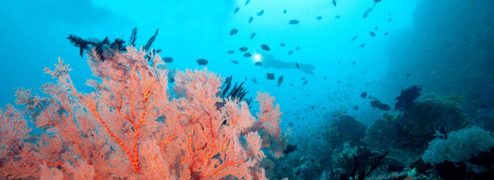 Canadian Sport Subs - LivingWithKidsQuinte